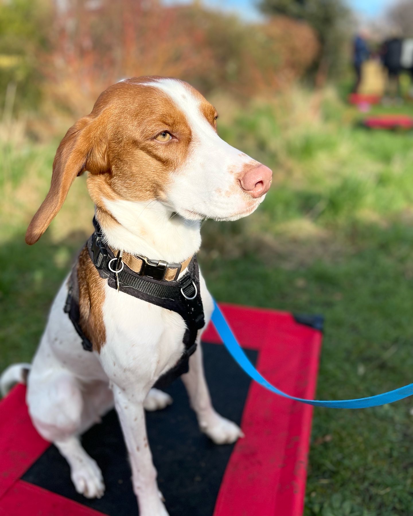 K9F DOG TRAINER SHADOWING PROGRAM – K9 Funzone